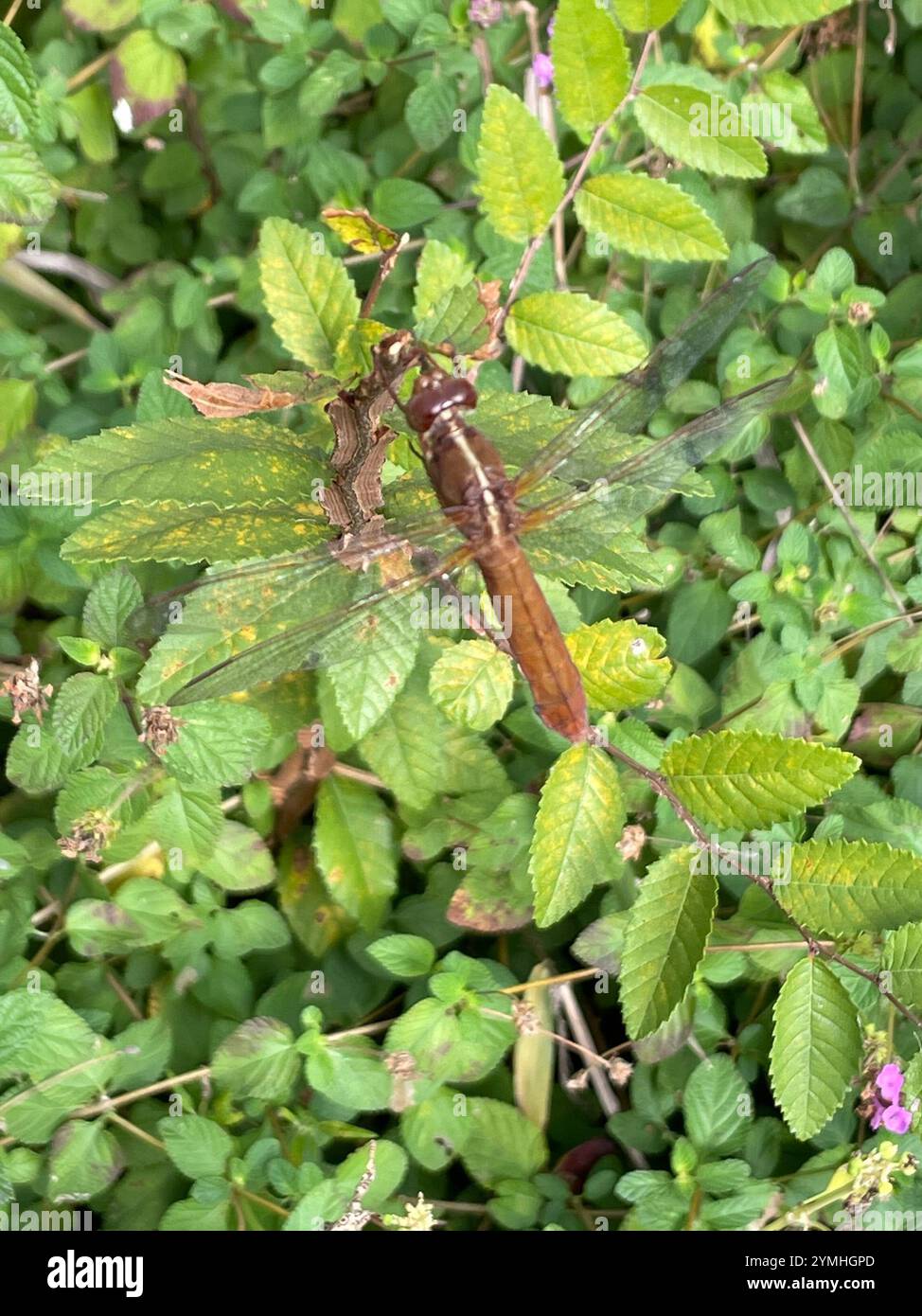 Neon Skimmer (Libellula croceipennis Stock Photo - Alamy