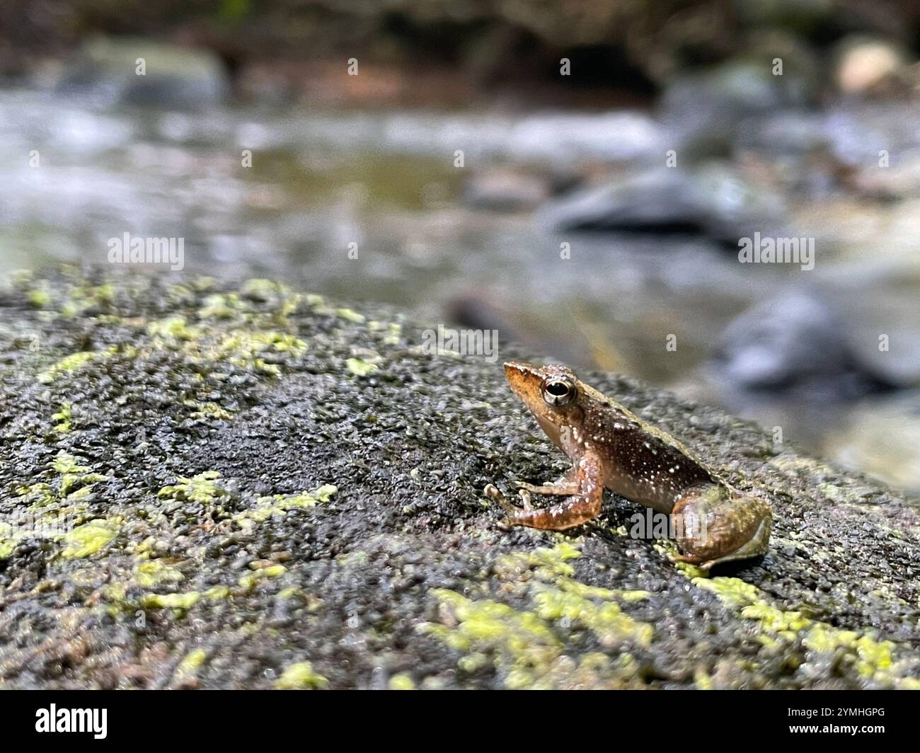 Micrixalus kottigeharensis hi-res stock photography and images - Alamy