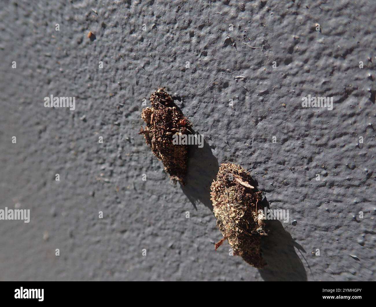 Australian bag moth hi-res stock photography and images - Alamy