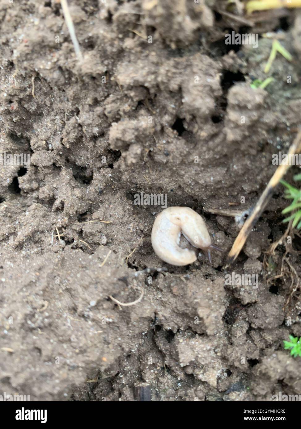 Milky Slug (Deroceras reticulatum Stock Photo - Alamy