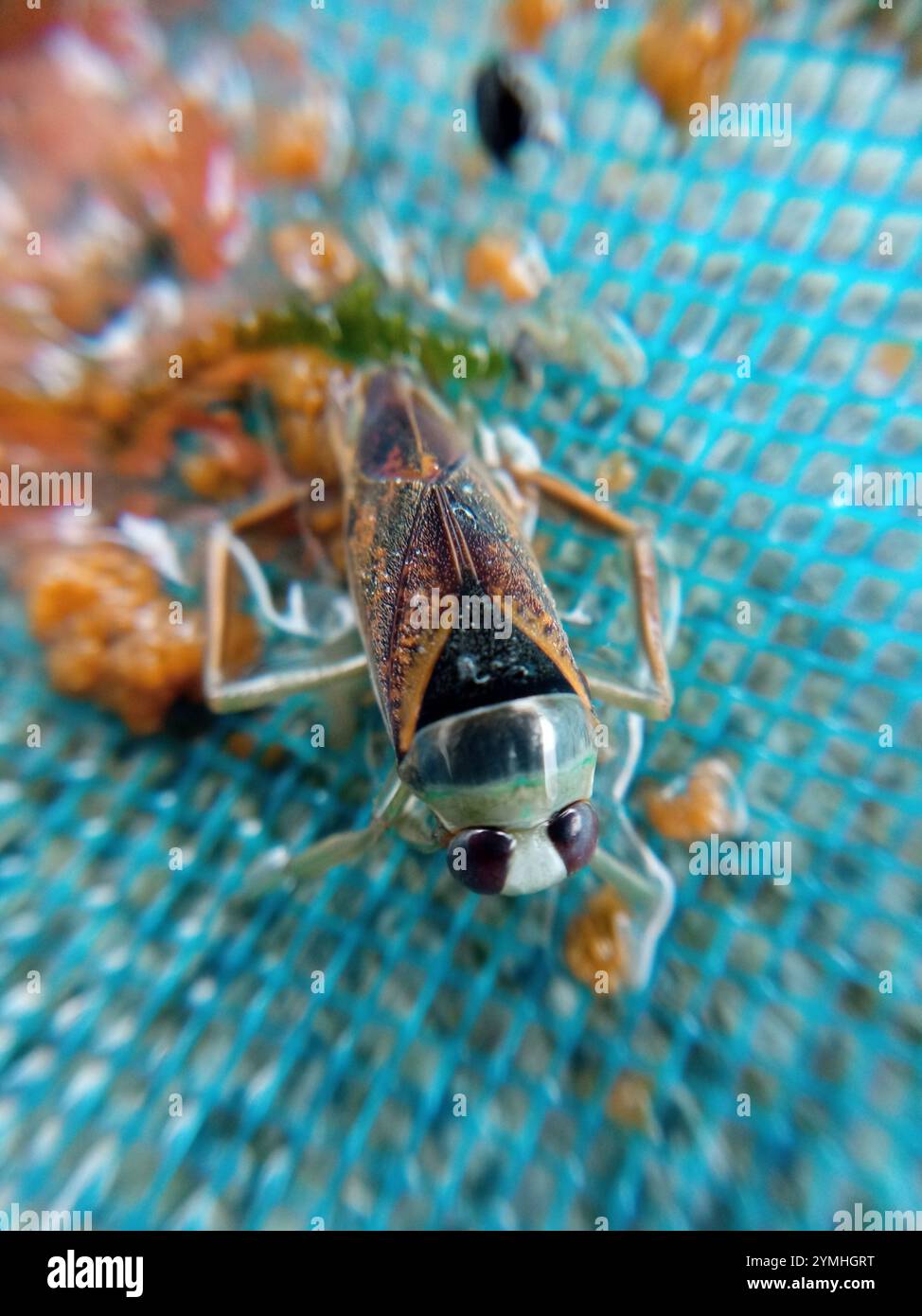 peppered backswimmer (Notonecta maculata Stock Photo - Alamy