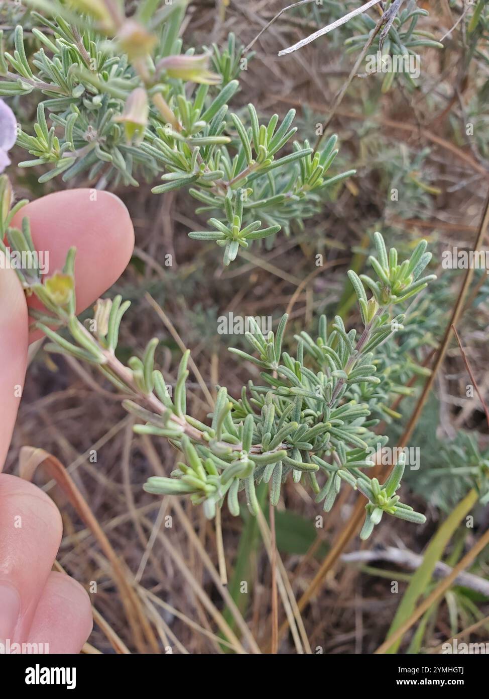 False Rosemary (Conradina canescens Stock Photo - Alamy
