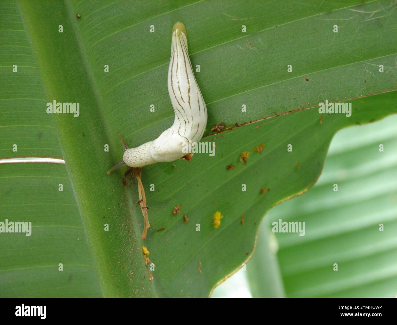 African Banana Slug (Elisolimax flavescens Stock Photo - Alamy