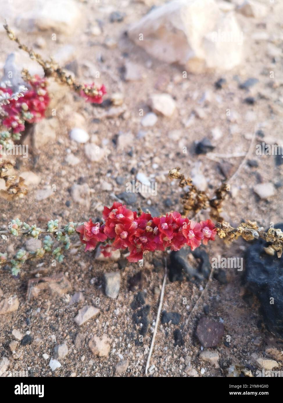 Mediterranean saltwort (Caroxylon vermiculatum Stock Photo - Alamy