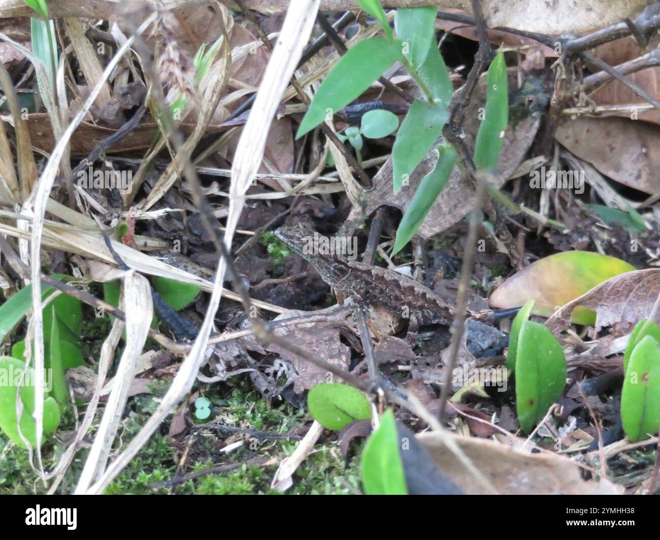 Bridled Forest Gecko (Gonatodes humeralis Stock Photo - Alamy