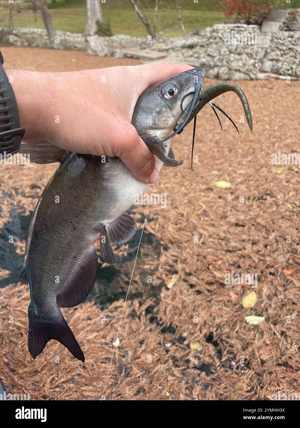 Channel Catfish (Ictalurus punctatus Stock Photo - Alamy