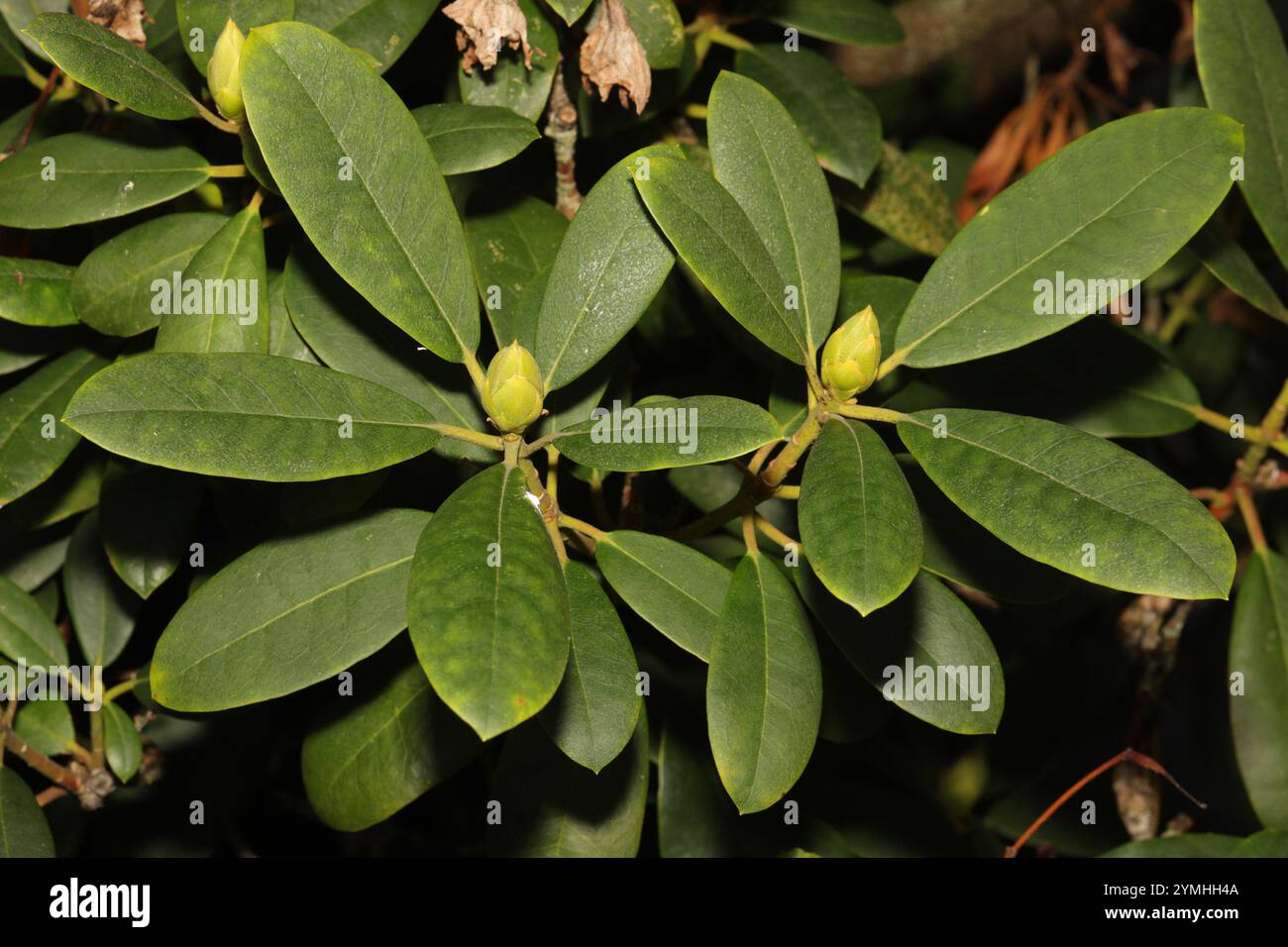 Common Rhododendron (Rhododendron ponticum Stock Photo - Alamy