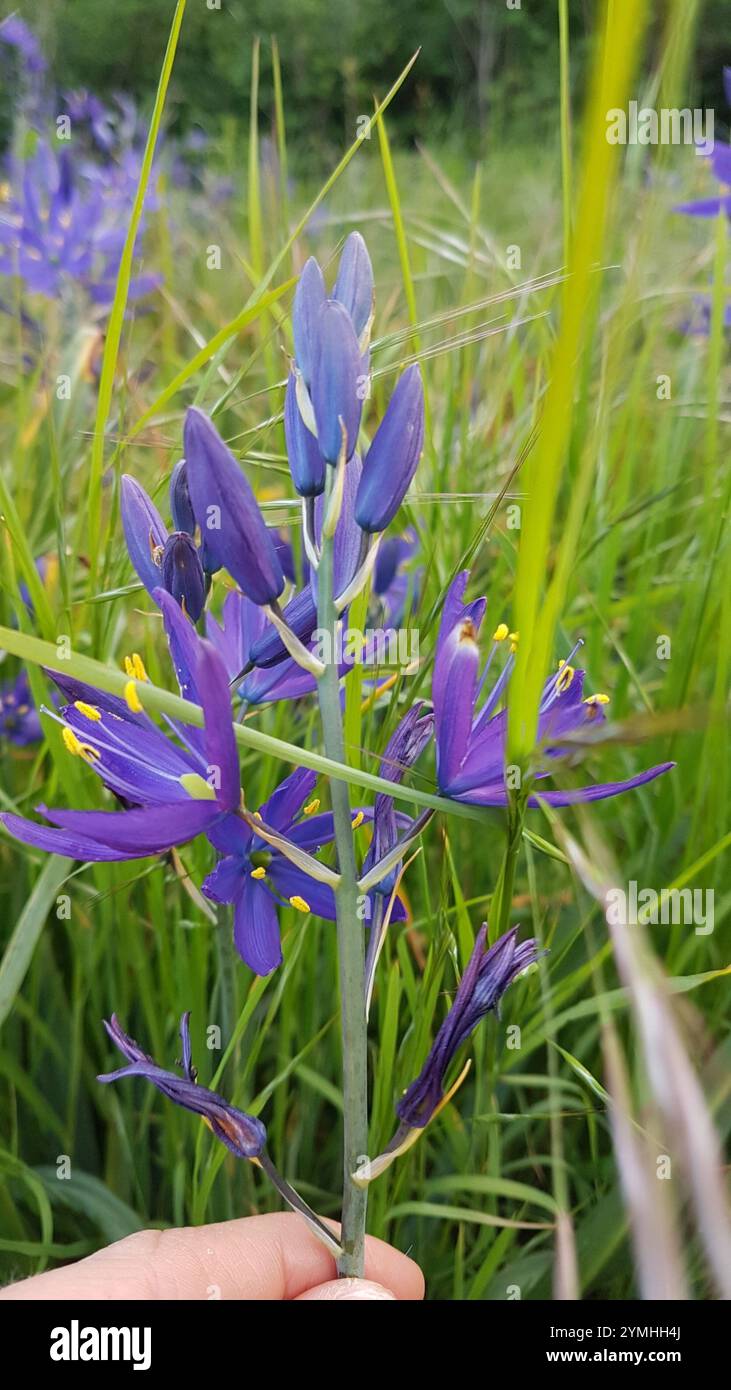 great camas (Camassia leichtlinii Stock Photo - Alamy