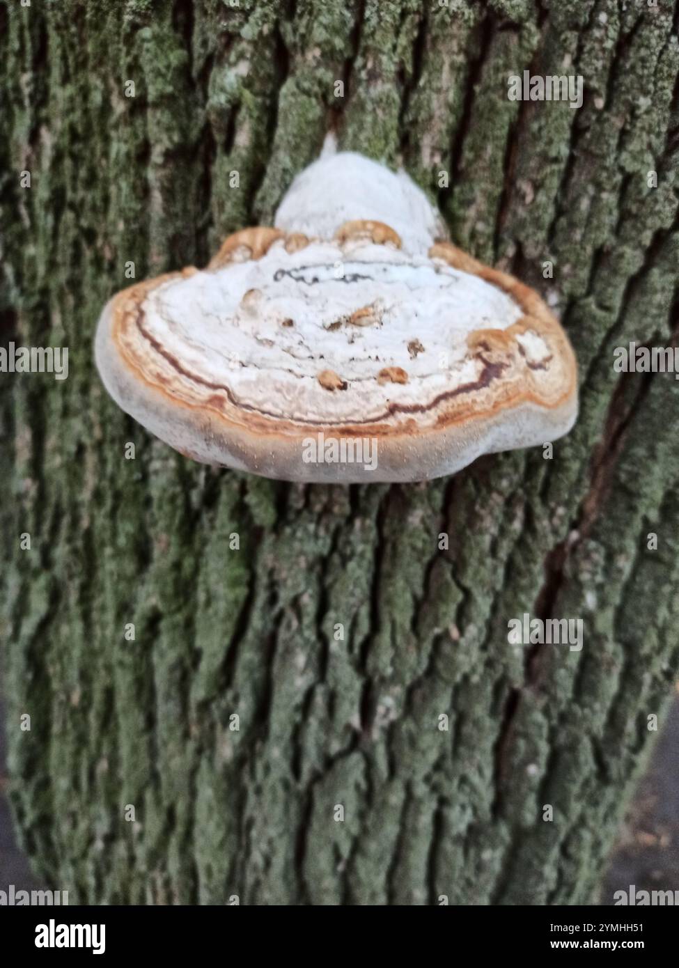 Willow Bracket (Phellinus igniarius Stock Photo - Alamy