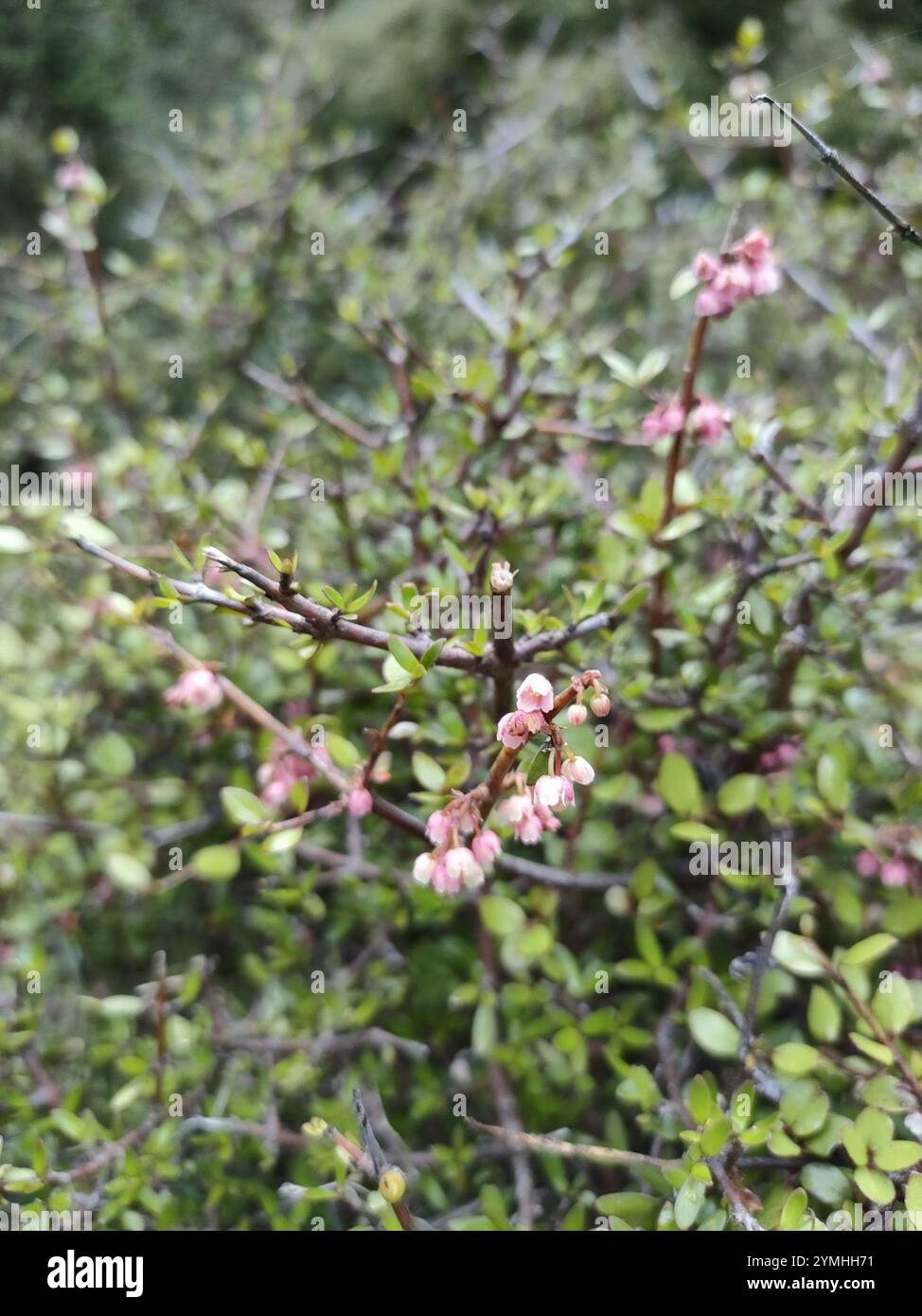 Mountain Wineberry (Aristotelia fruticosa Stock Photo - Alamy