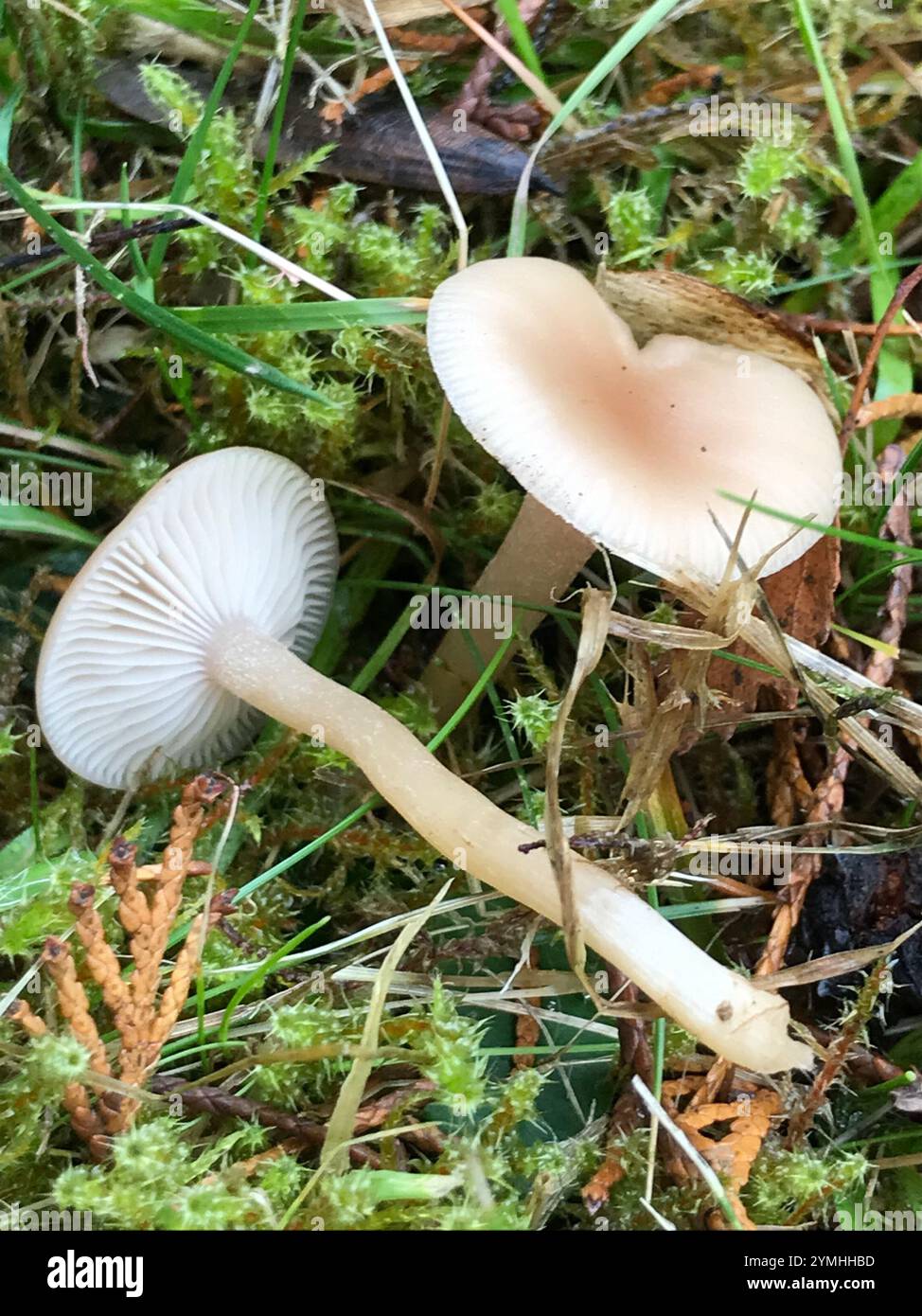 Fragrant Funnel (Clitocybe fragrans Stock Photo - Alamy
