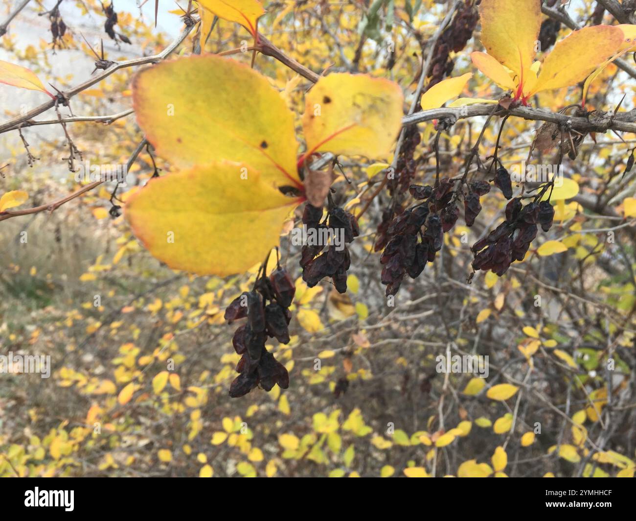 European barberry (Berberis vulgaris Stock Photo - Alamy