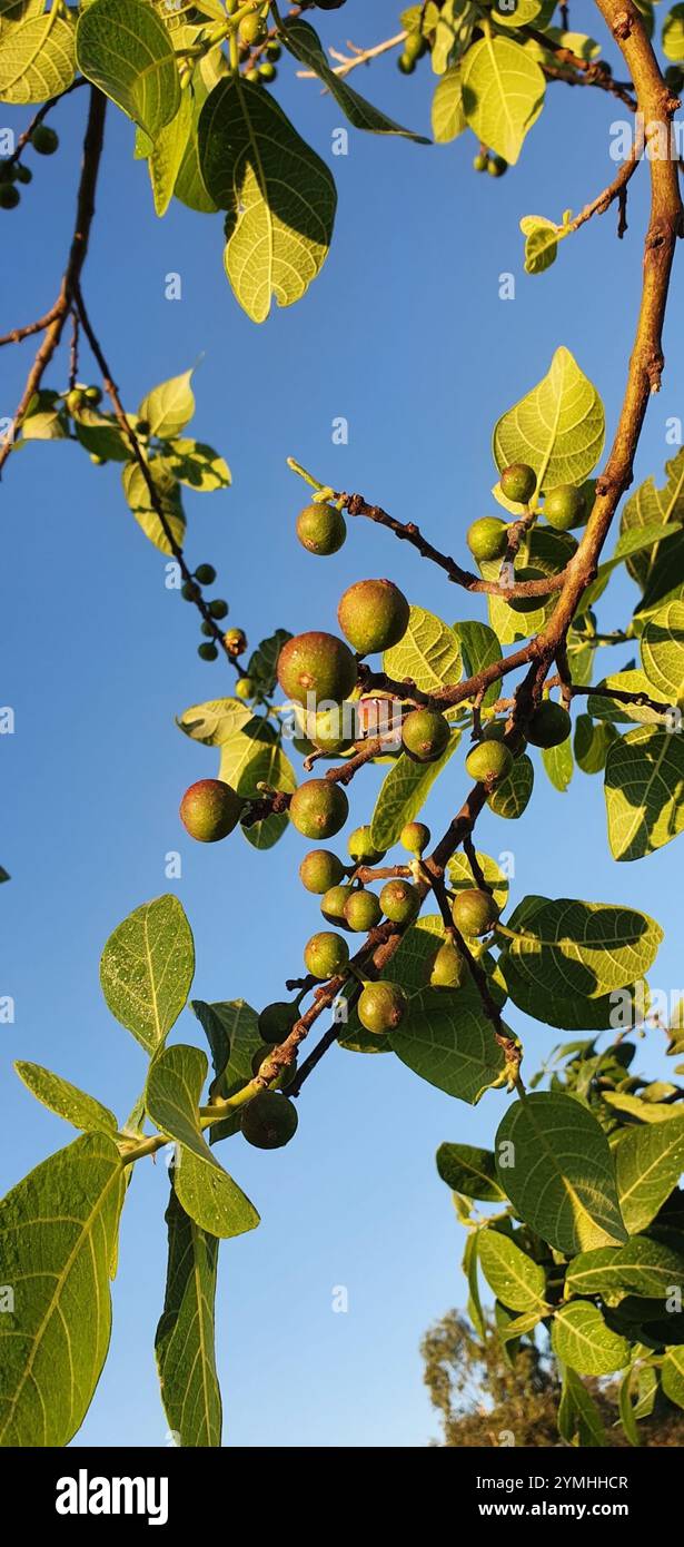Sandpaper fig hi-res stock photography and images - Alamy