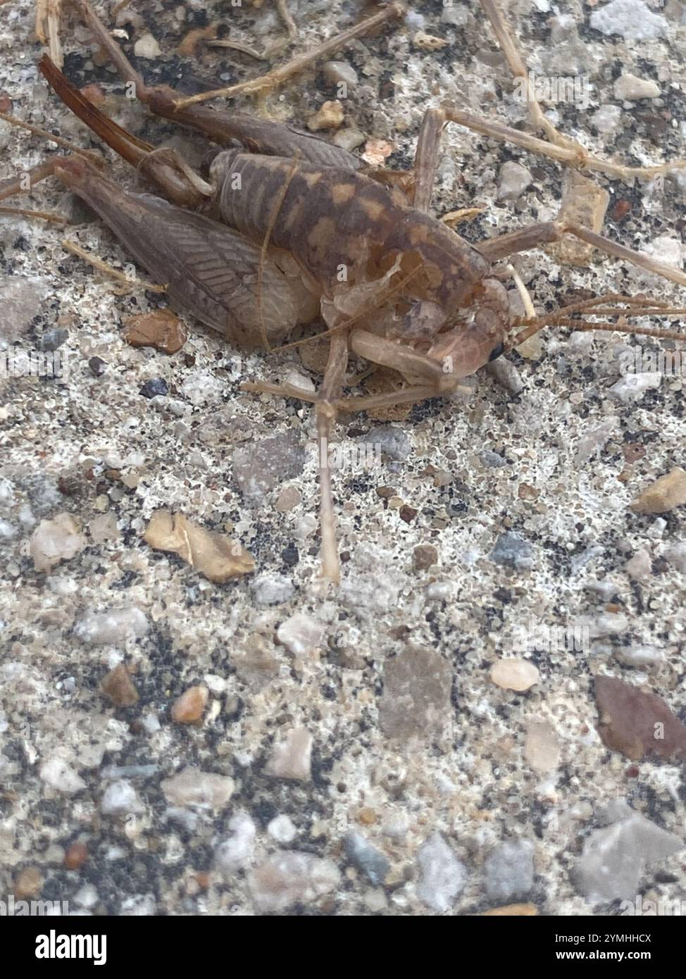 Camel Crickets, Cave Crickets, and Cave Wēta (Rhaphidophoridae Stock ...