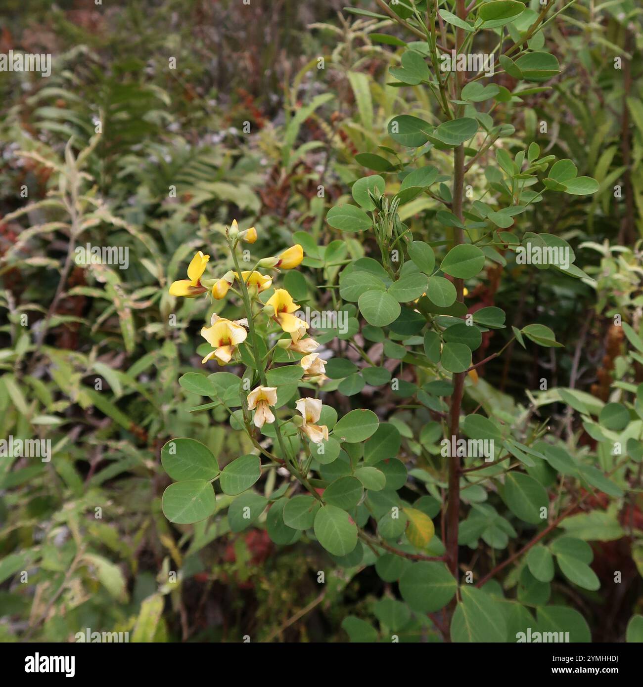 Clover-leaved Poison (Goodia lotifolia Stock Photo - Alamy