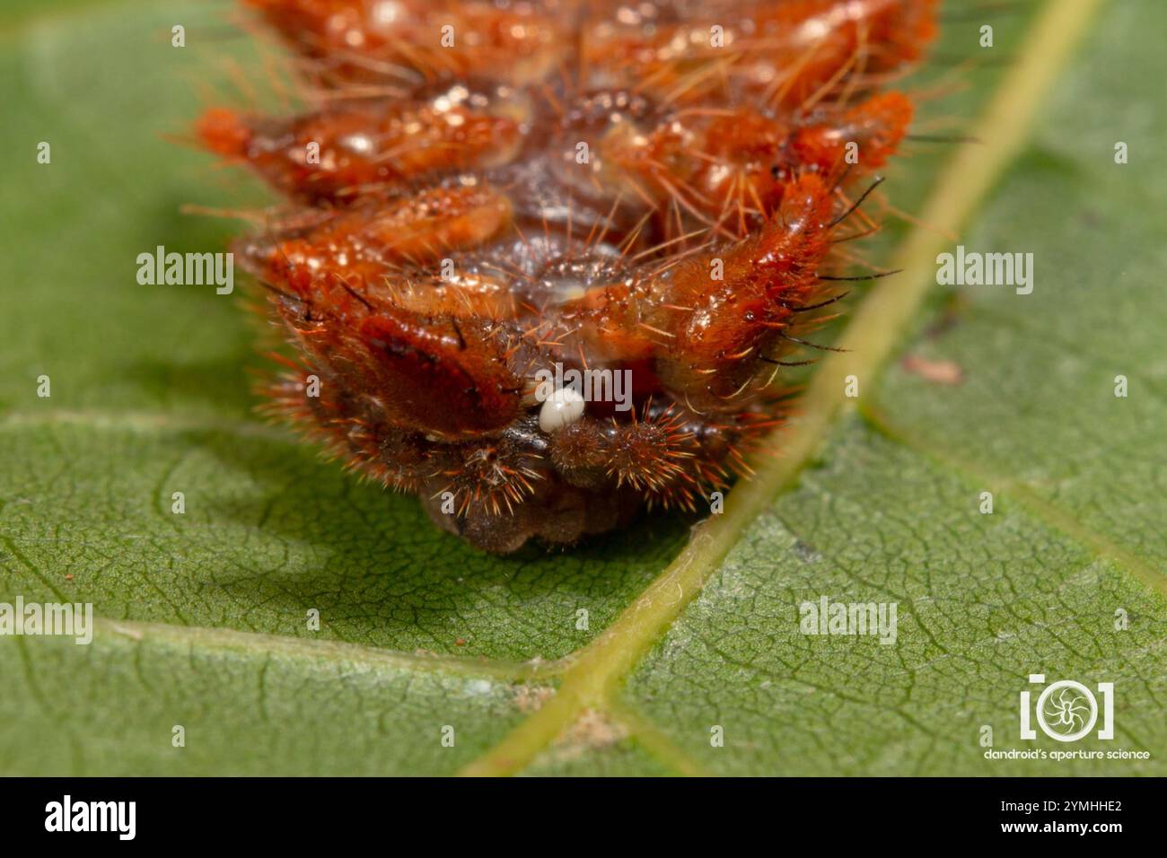 Hag Moth (Phobetron pithecium Stock Photo - Alamy