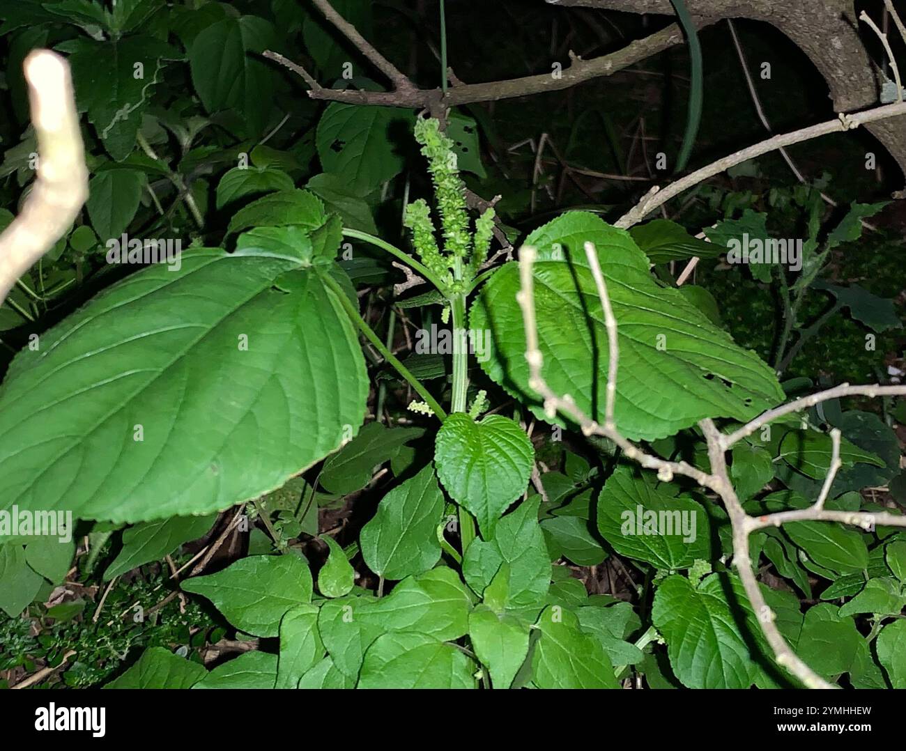 Cuban copperleaf (Acalypha setosa Stock Photo - Alamy