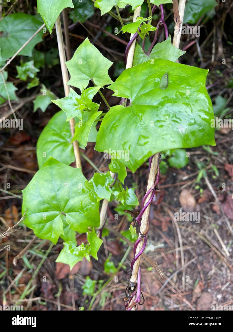 Cape-ivy (Delairea odorata Stock Photo - Alamy