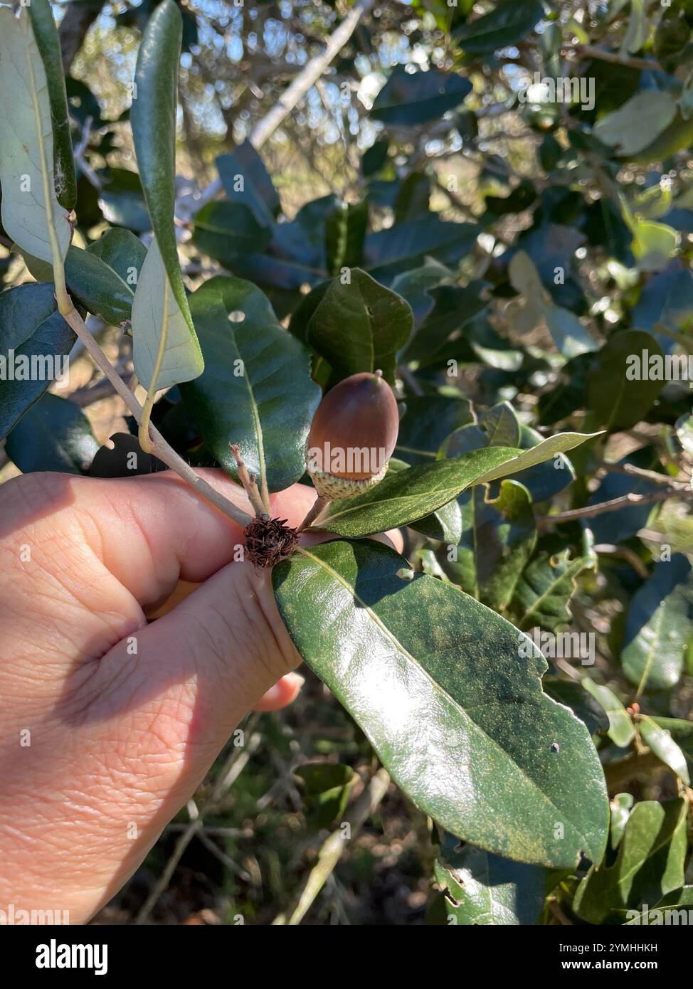 southern live oak (Quercus virginiana Stock Photo - Alamy