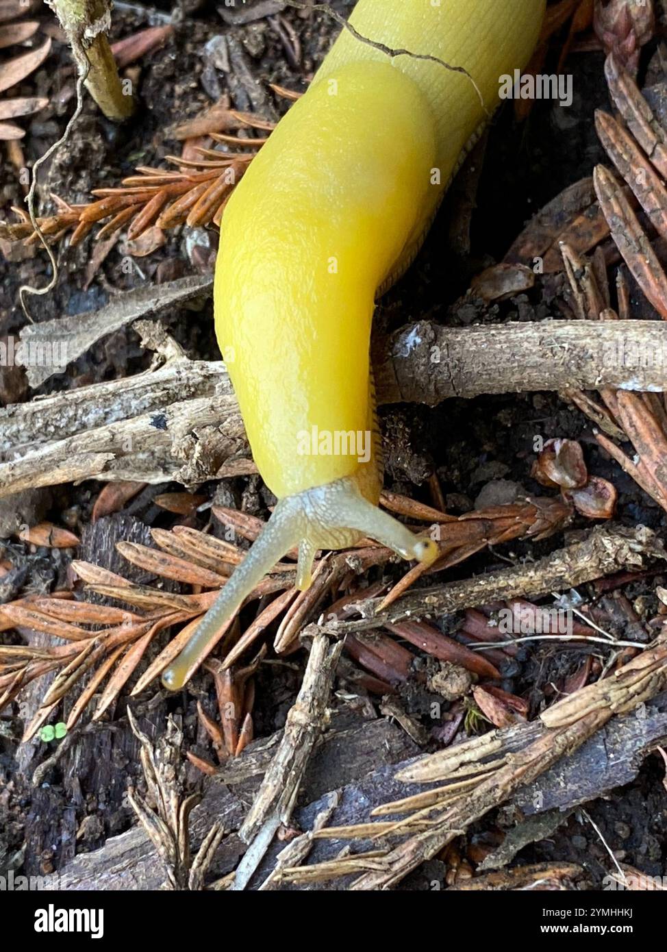 Southern Pacific Banana Slug (Ariolimax stramineus Stock Photo - Alamy