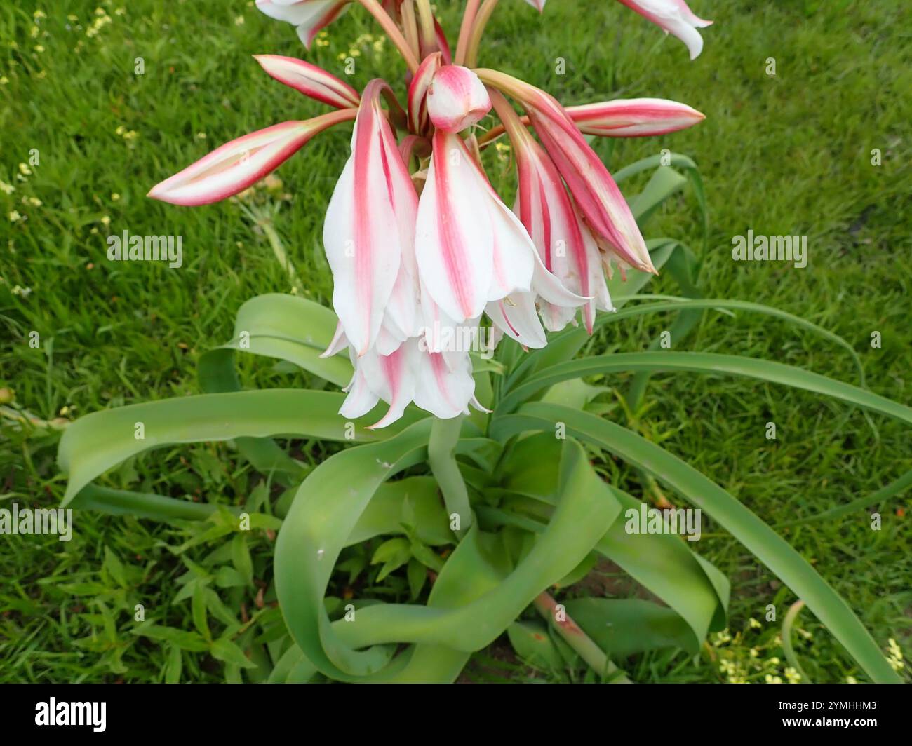Orange River Swamplily (Crinum bulbispermum Stock Photo - Alamy