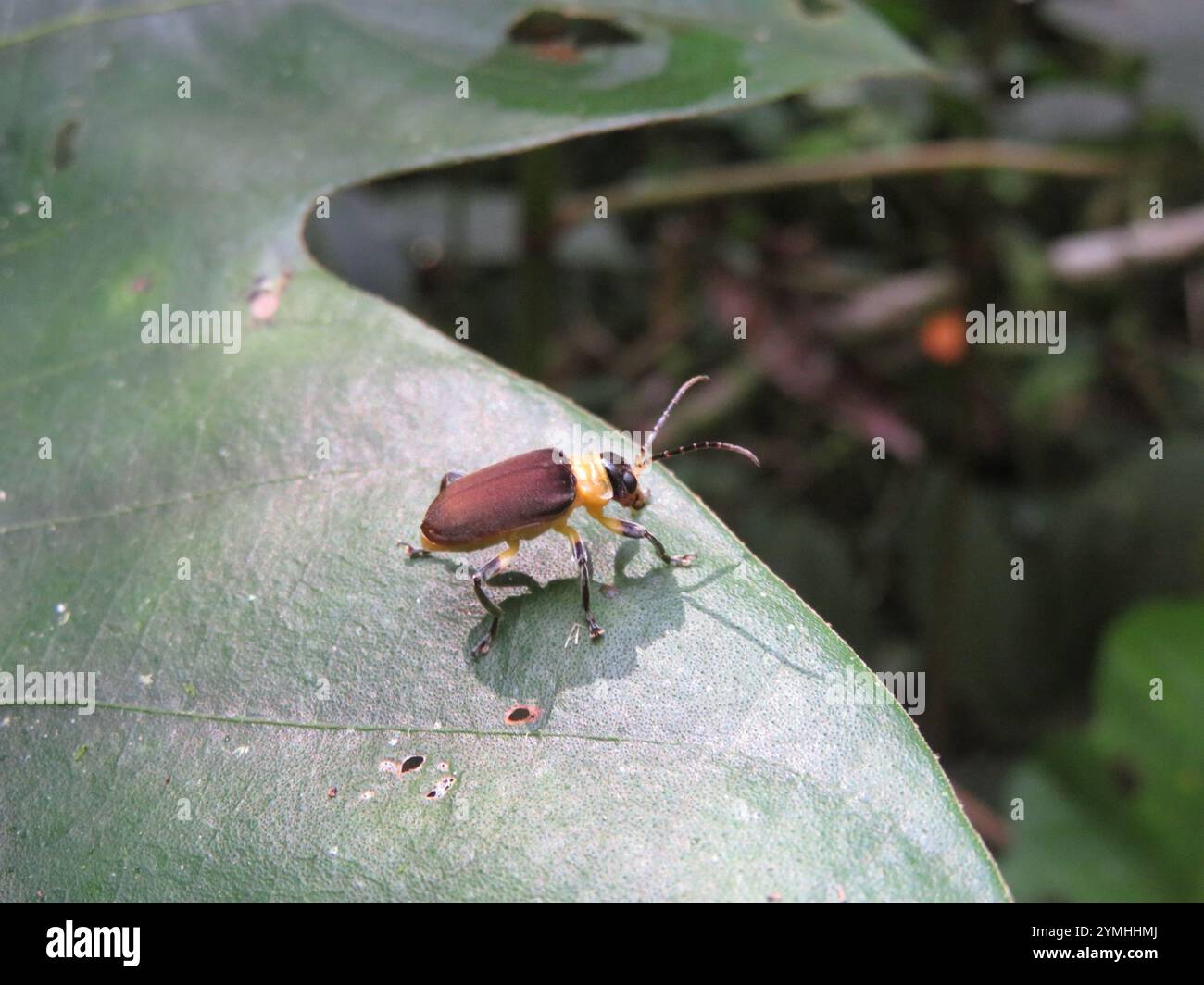 Nigripenne hi-res stock photography and images - Alamy