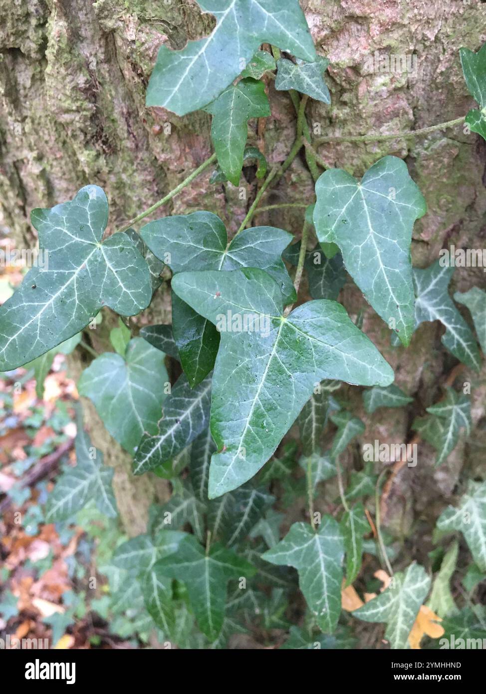 common ivy (Hedera helix Stock Photo - Alamy