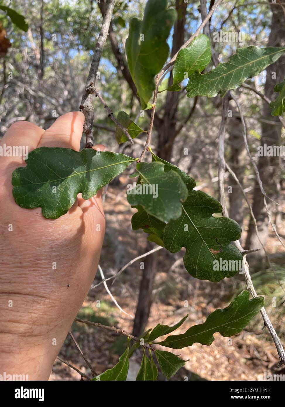 Shin oak hi-res stock photography and images - Alamy
