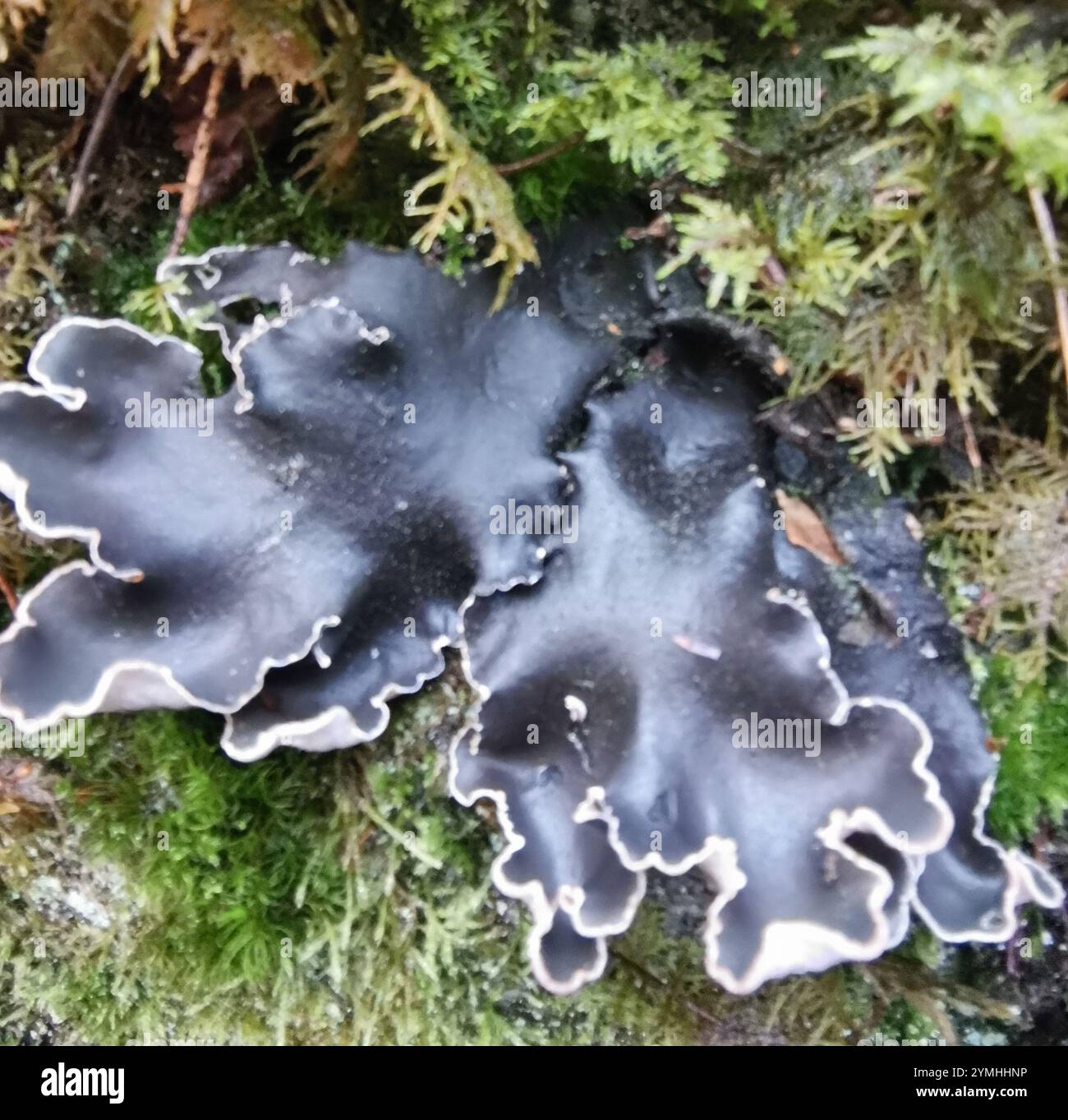 Blacksaddle pelt lichen (Peltigera neckeri Stock Photo - Alamy