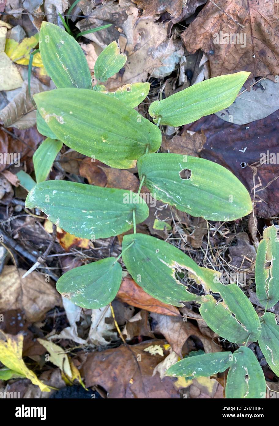 perfoliate bellwort (Uvularia perfoliata Stock Photo - Alamy
