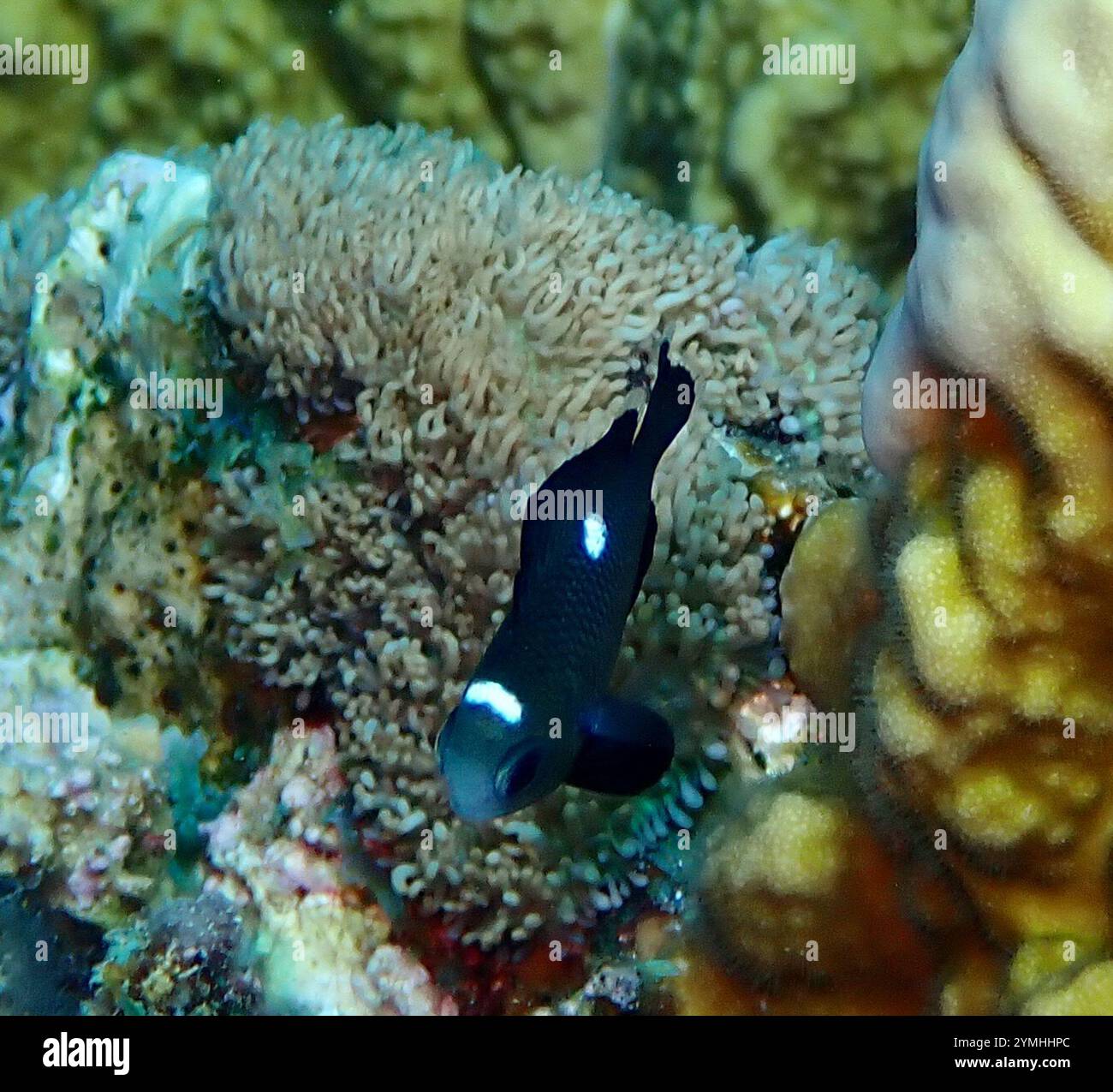 Three-spot Dascyllus (Dascyllus trimaculatus Stock Photo - Alamy