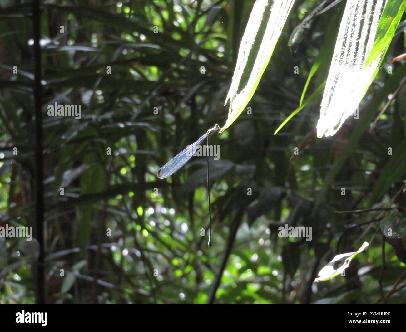 Mecistogaster hi-res stock photography and images - Alamy