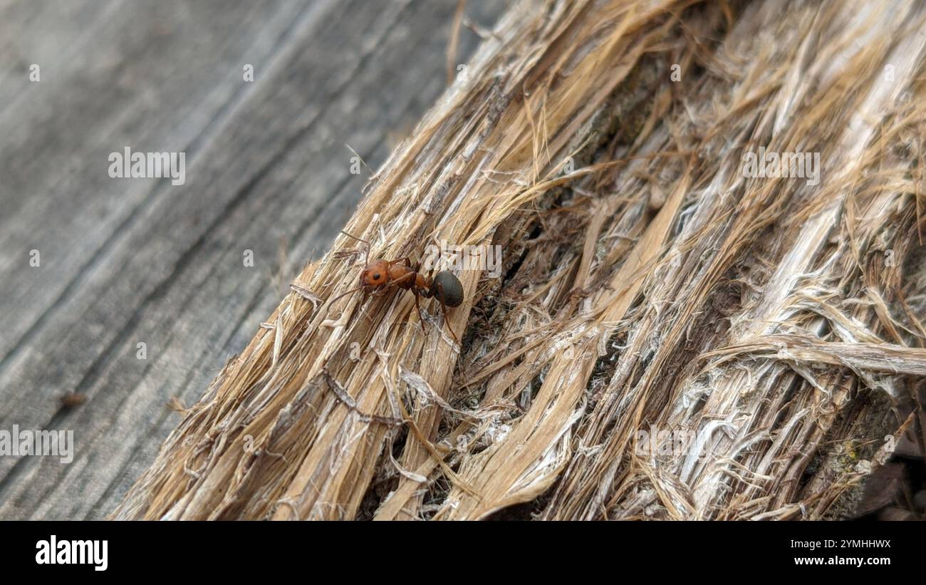 Western Thatching Ant (Formica obscuripes Stock Photo - Alamy