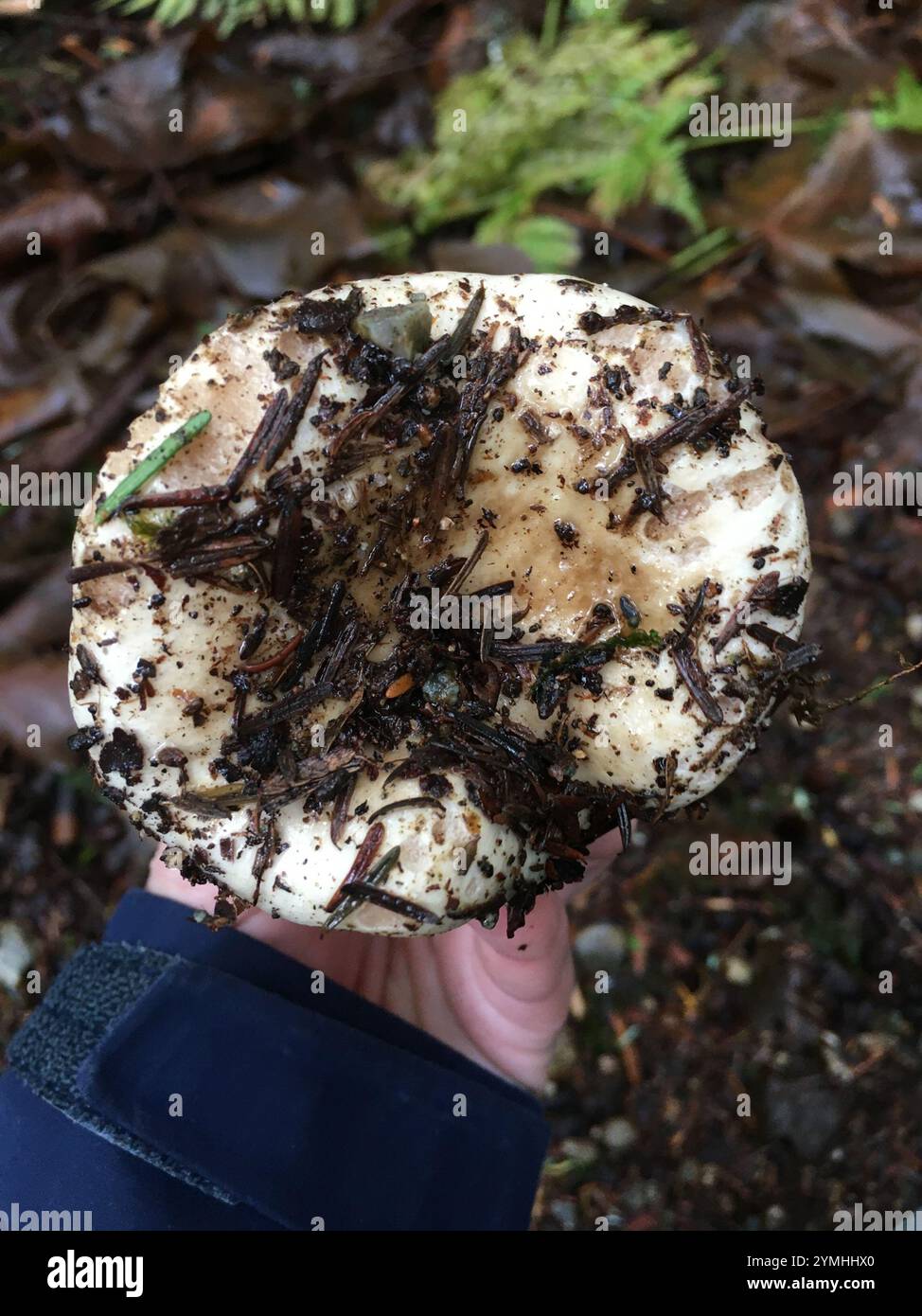 Short-stemmed Russula (Russula brevipes Stock Photo - Alamy