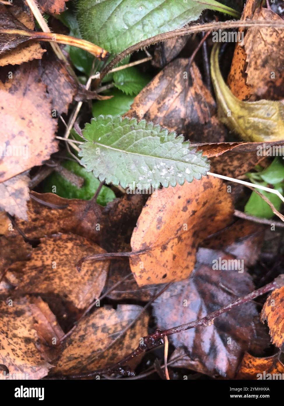 common hedge-nettle (Betonica officinalis Stock Photo - Alamy