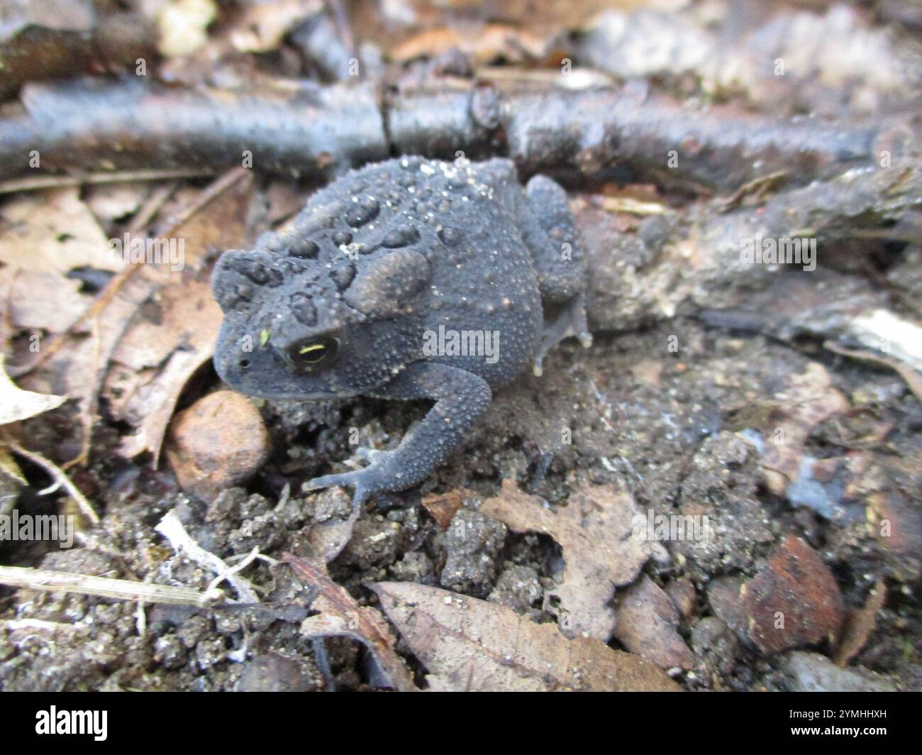 Eastern American Toad (Anaxyrus americanus americanus Stock Photo - Alamy