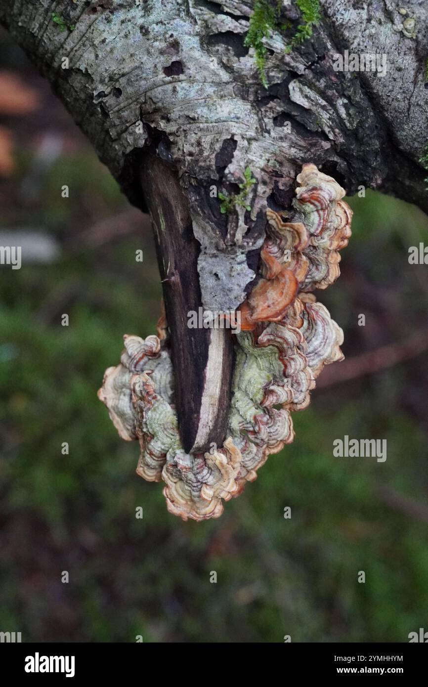 Bleeding Conifer Crust (Stereum sanguinolentum Stock Photo - Alamy