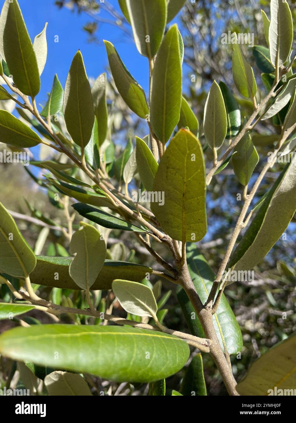 canyon live oak (Quercus chrysolepis Stock Photo - Alamy