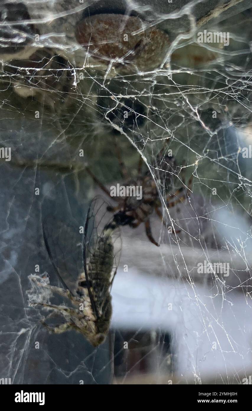 Clay Bank Cicada (Notopsalta sericea Stock Photo - Alamy