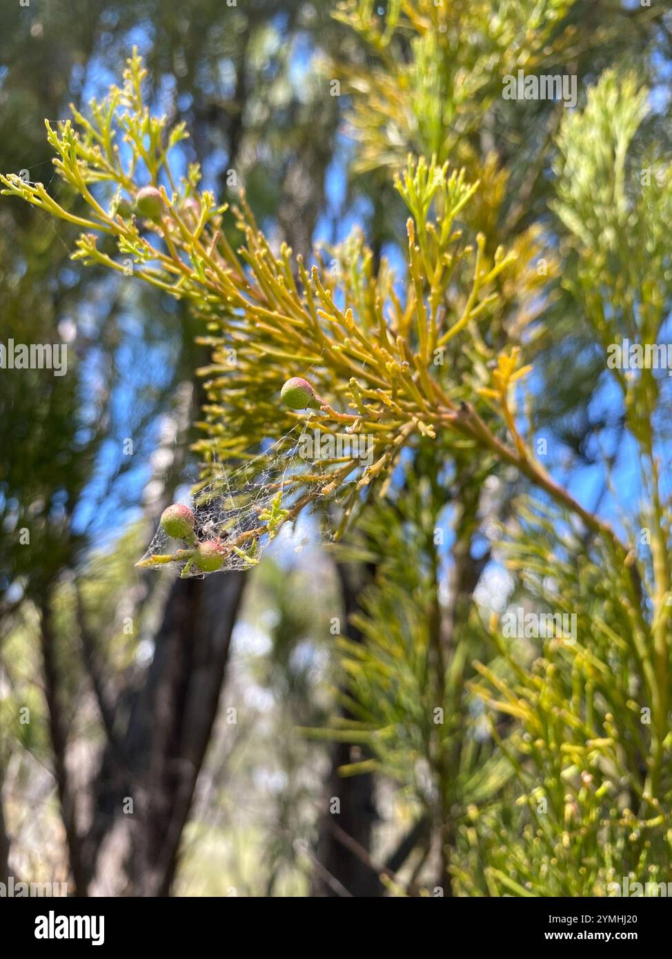 Exocarpos cupressiformis hi-res stock photography and images - Alamy