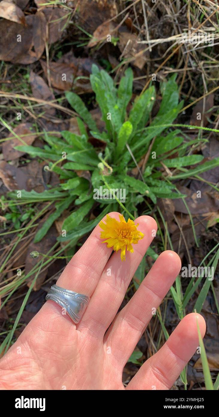 Common Cat's-ear (Hypochaeris radicata Stock Photo - Alamy