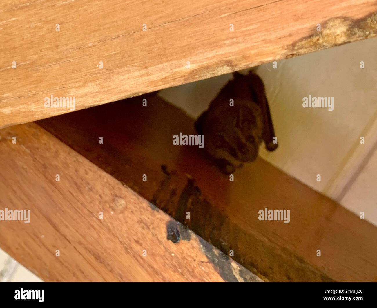 Jamaican Fruit-eating Bat (Artibeus jamaicensis Stock Photo - Alamy
