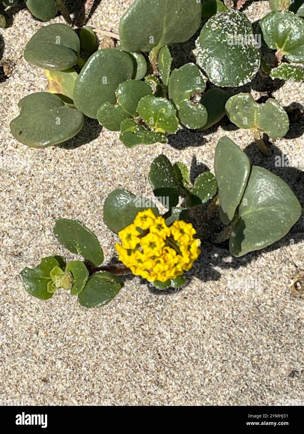 Yellow Sand Verbena (Abronia latifolia Stock Photo - Alamy