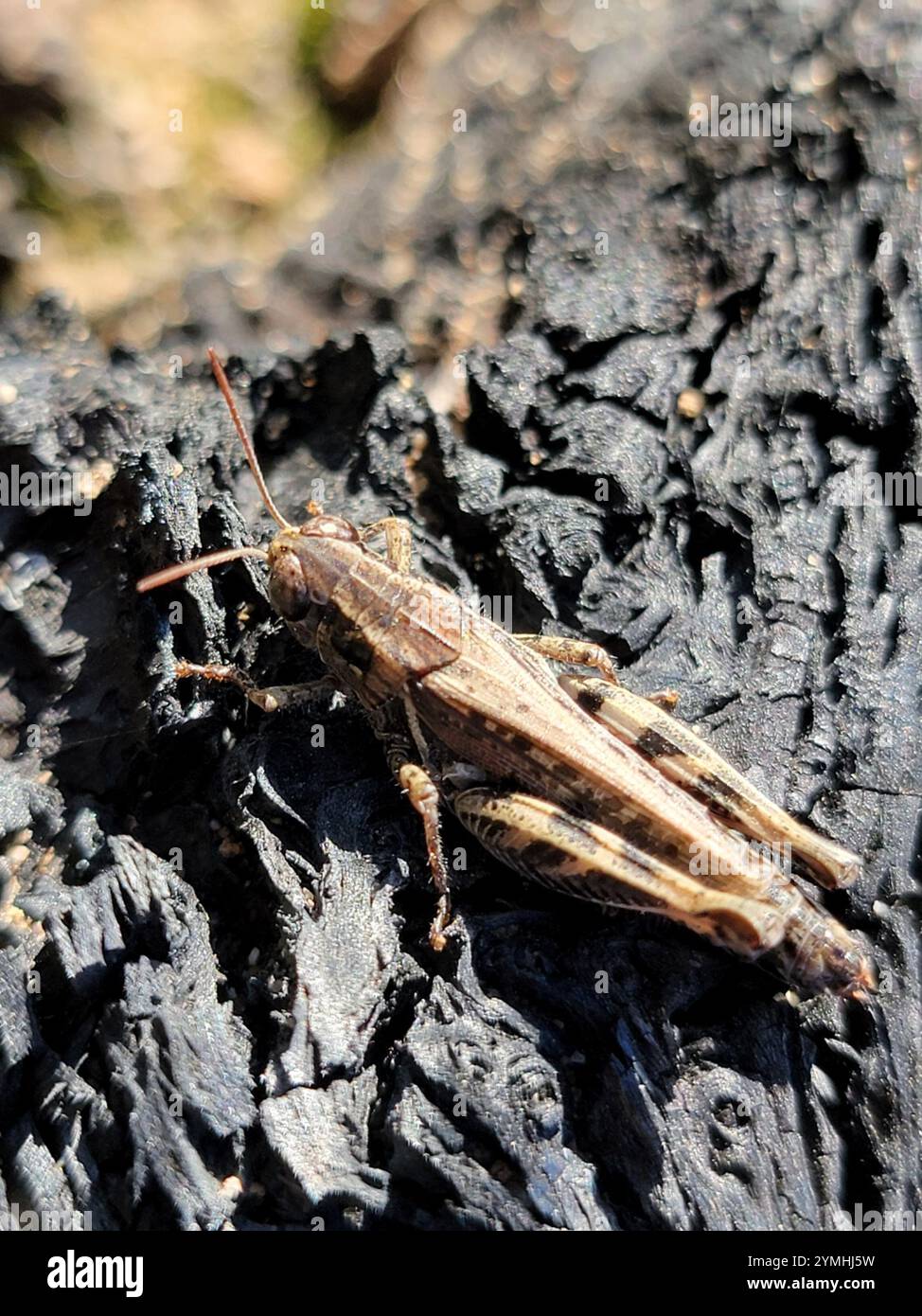 Devastating Grasshopper (Melanoplus devastator Stock Photo - Alamy