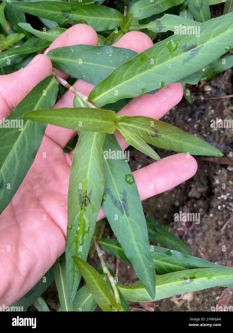 swamp smartweed (Persicaria hydropiperoides Stock Photo - Alamy