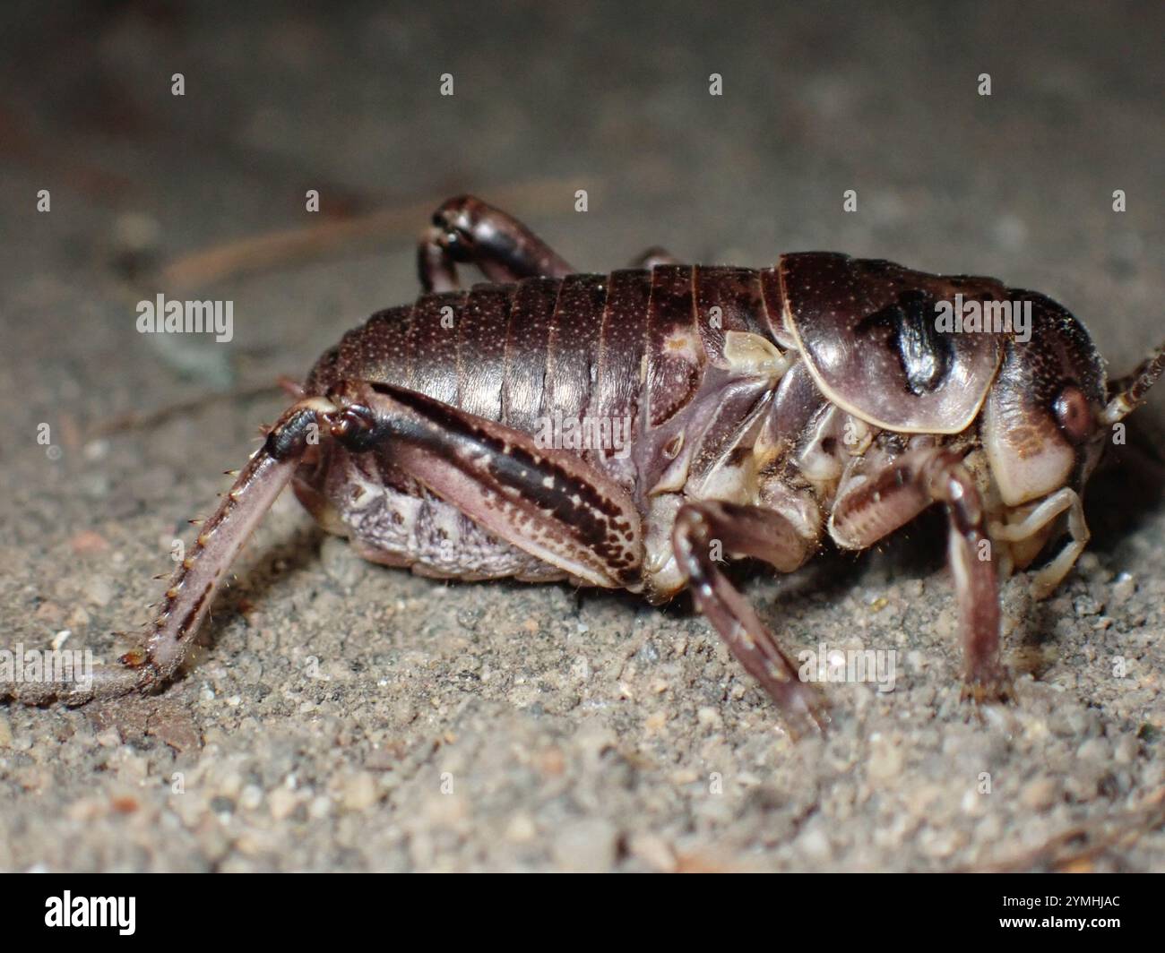 Cyphoderris monstrosa hi-res stock photography and images - Alamy