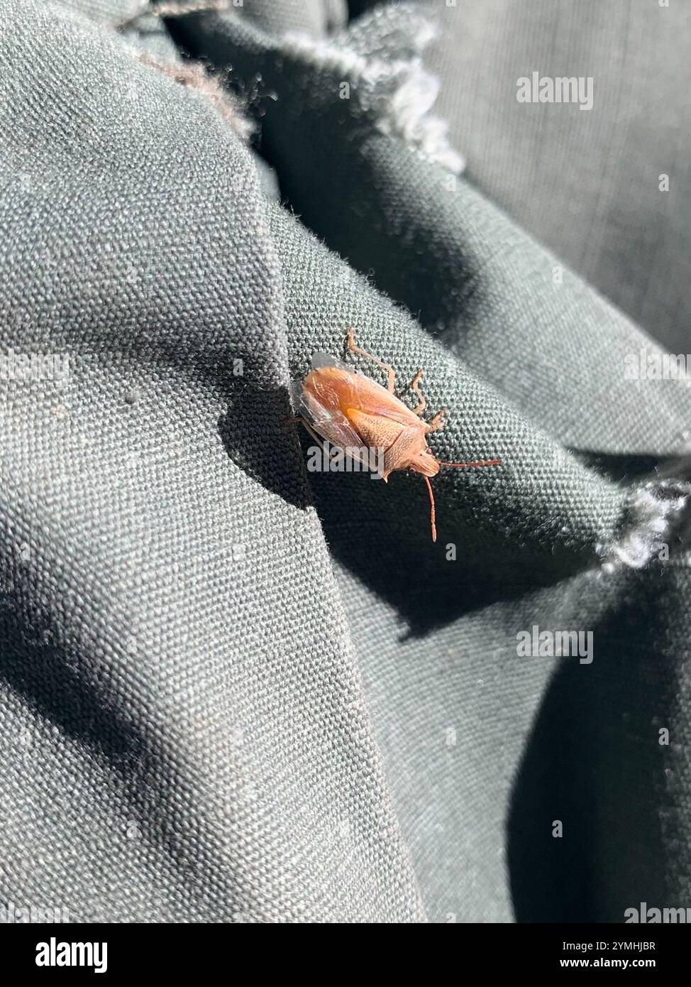 Rice Stink Bug (Oebalus pugnax Stock Photo - Alamy