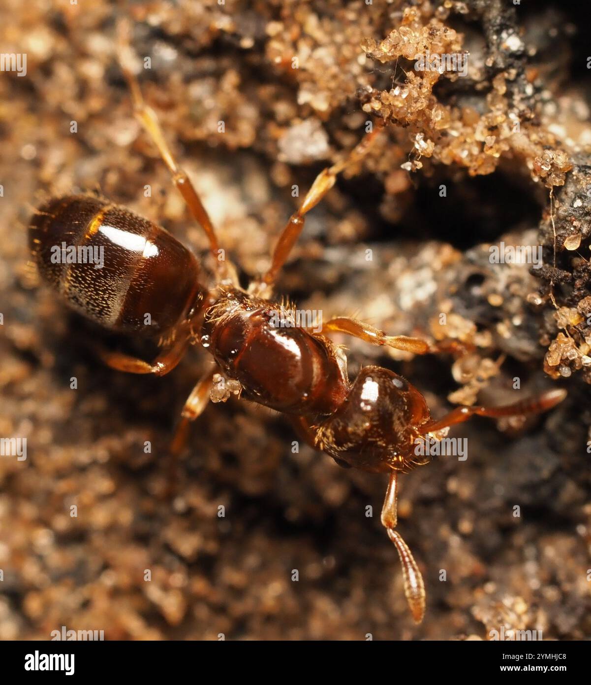 Common Citronella Ant (Lasius claviger Stock Photo - Alamy
