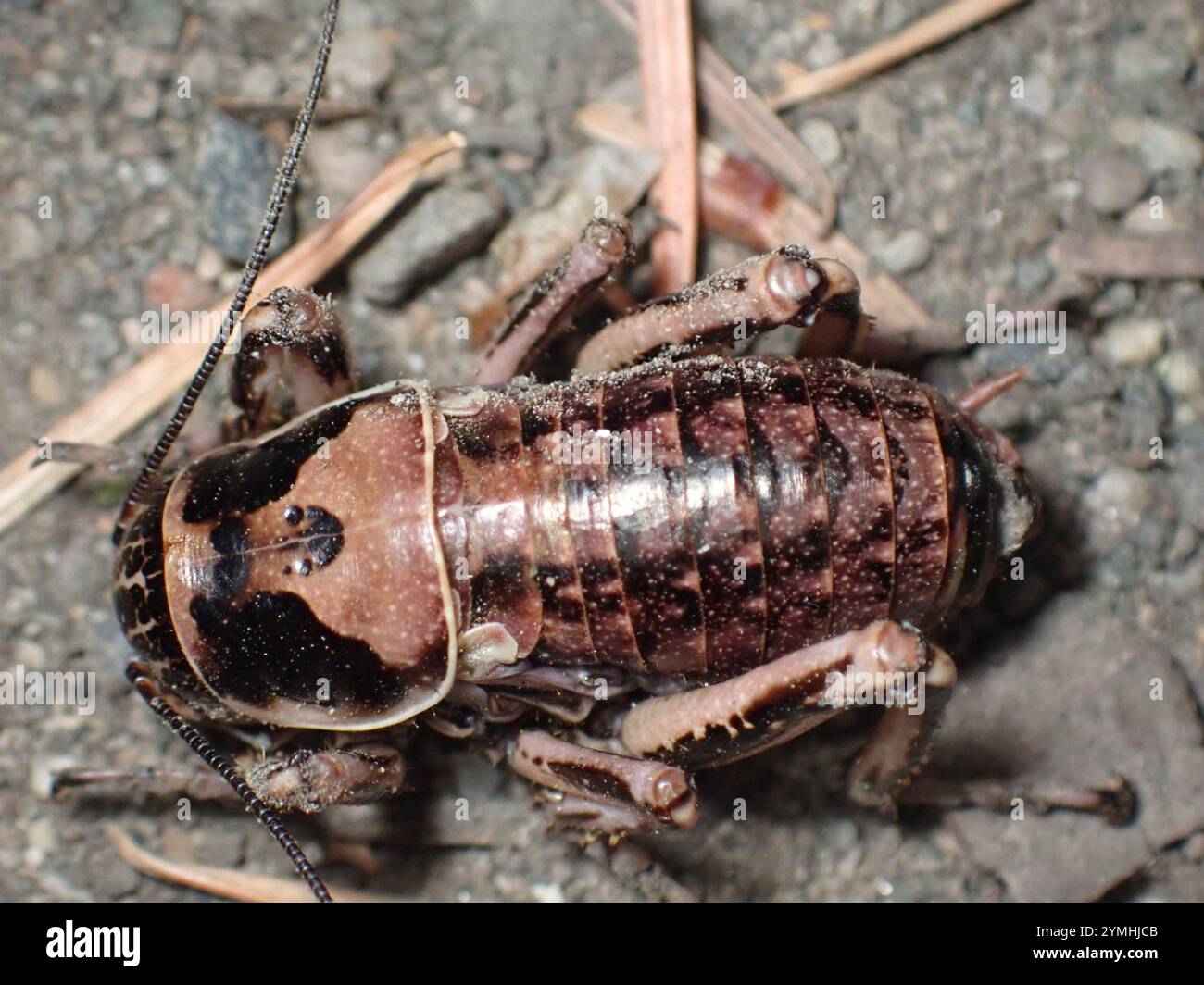 Great Grig (Cyphoderris monstrosa Stock Photo - Alamy