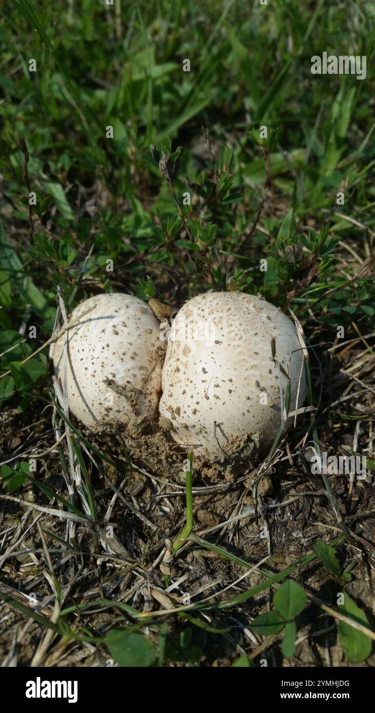 Purple-spored Puffball (Calvatia cyathiformis Stock Photo - Alamy